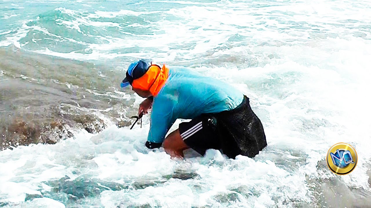 MIRA COMO SE EXTRAEN LOS CHANQUES, TOLINA, LOCO O PATA DE BURRO - YouTube