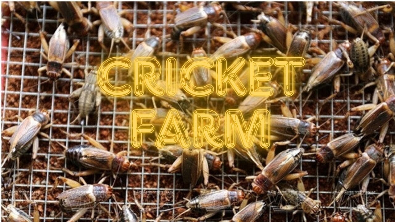 32-Day-Old Cold Farm Crickets Growing Strong and Even #shorts #cricket ...