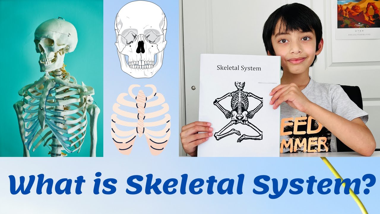 What Is Skeletal System YouTube what-is-skeletal-system-youtube