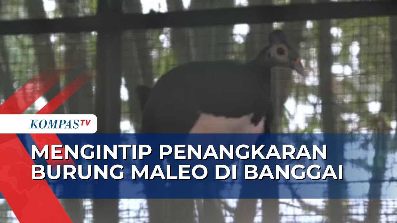 Pusat Konservasi Maleo di Banggai jadi Satu-satunya Penangkaran Burung ...