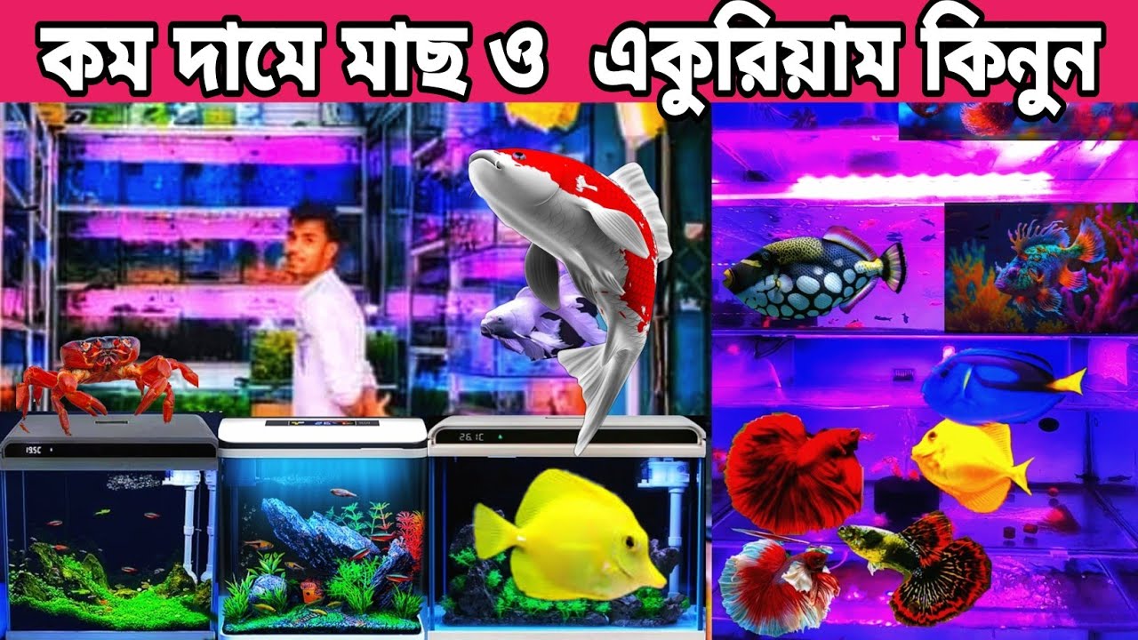 Beautiful fish price in Bangladesh|aquarium fish price in Bd|fish price ...