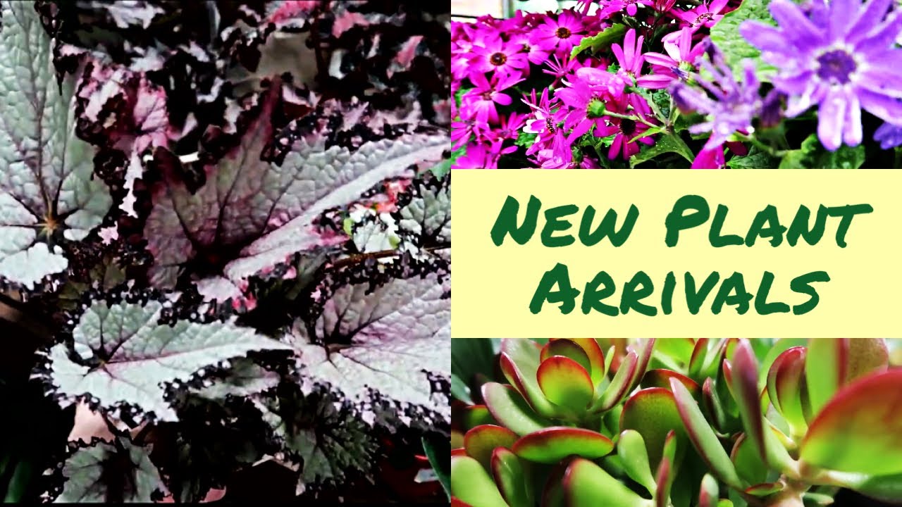 🌴 🌺 💐 Home Depot Houseplant Shopping & New Outdoor Plant Arrivals 🌴 🌺 💐 ...