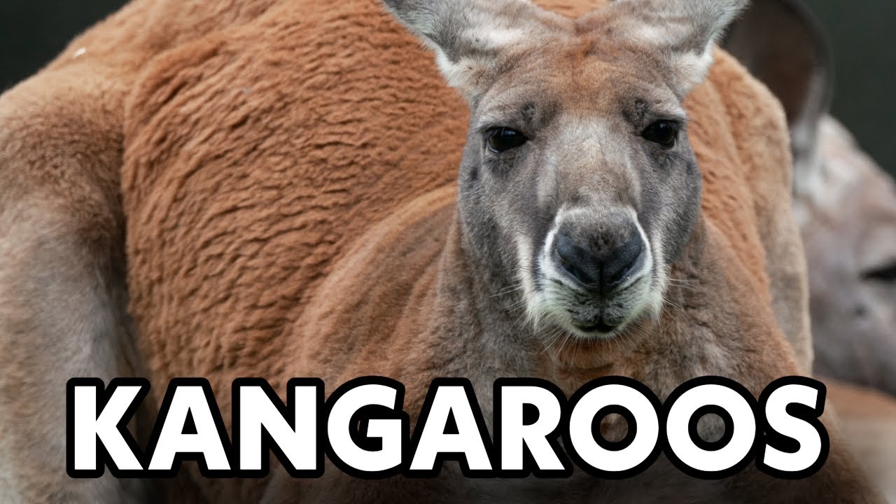 Interesting Kangaroo Facts That Will Amaze You - YouTube