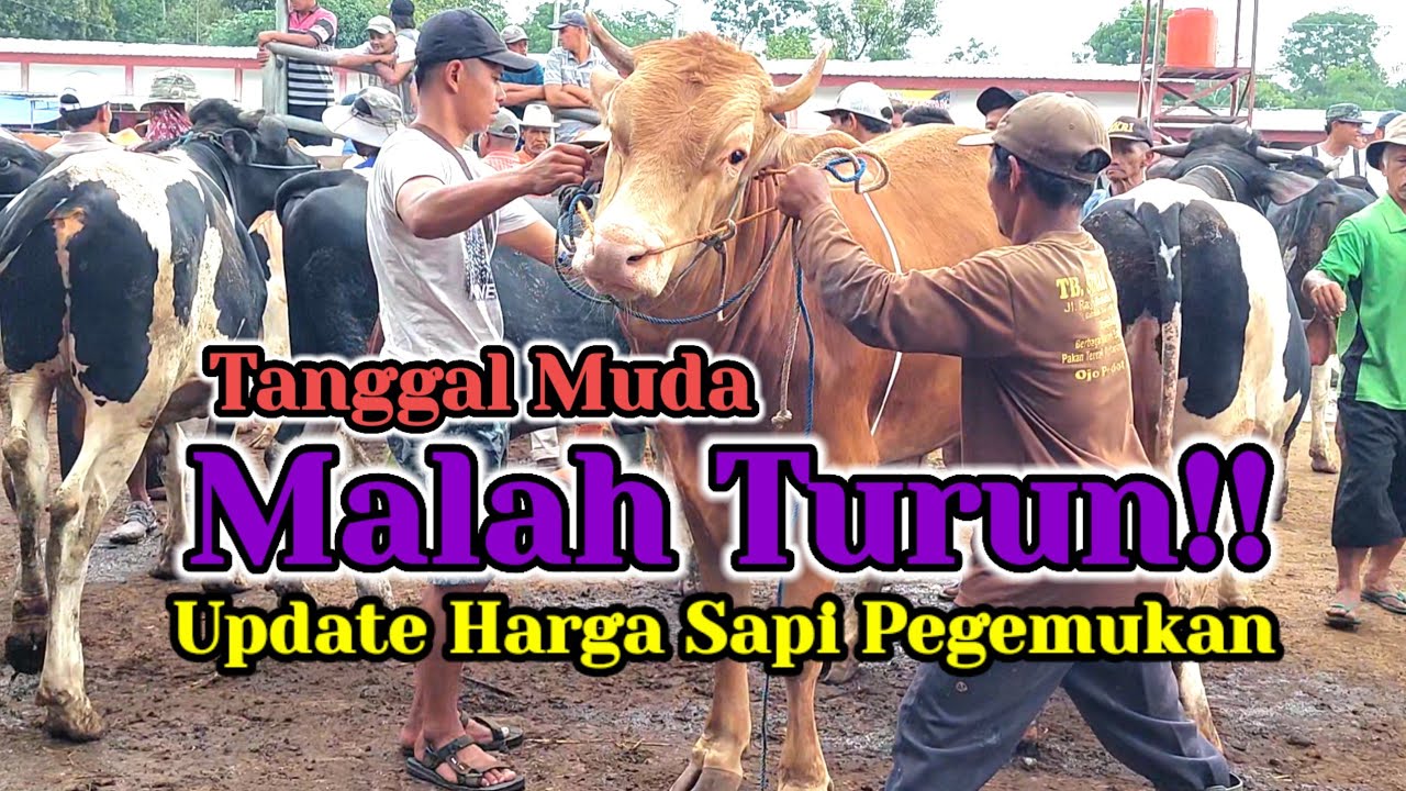 Tanggal Muda Malah Turun!!! Update Harga SAPI LEMON Sapi Pedaging di ...
