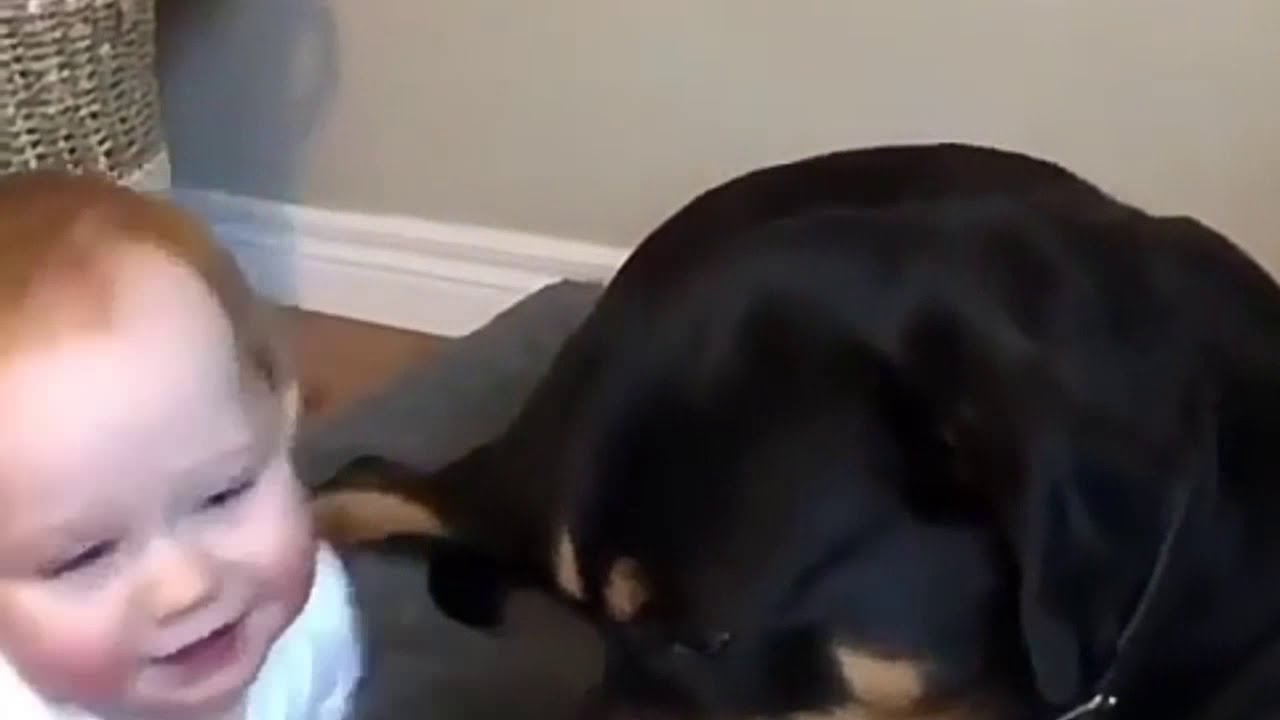 The Secrets Life Of Successful Dogs And Kids (babies) ( Dogs and babies ...