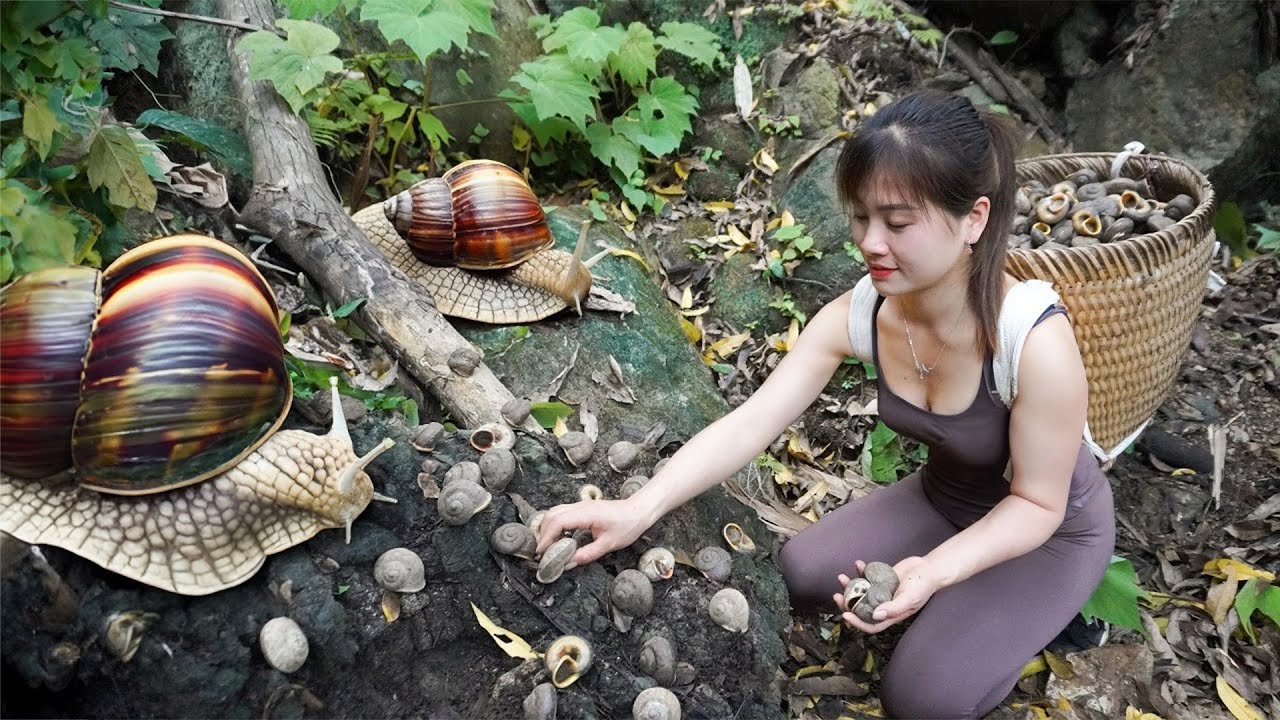 LIVE: Harvesting A Lot Of Forest Snails Goes To Market Sell, Corn ...