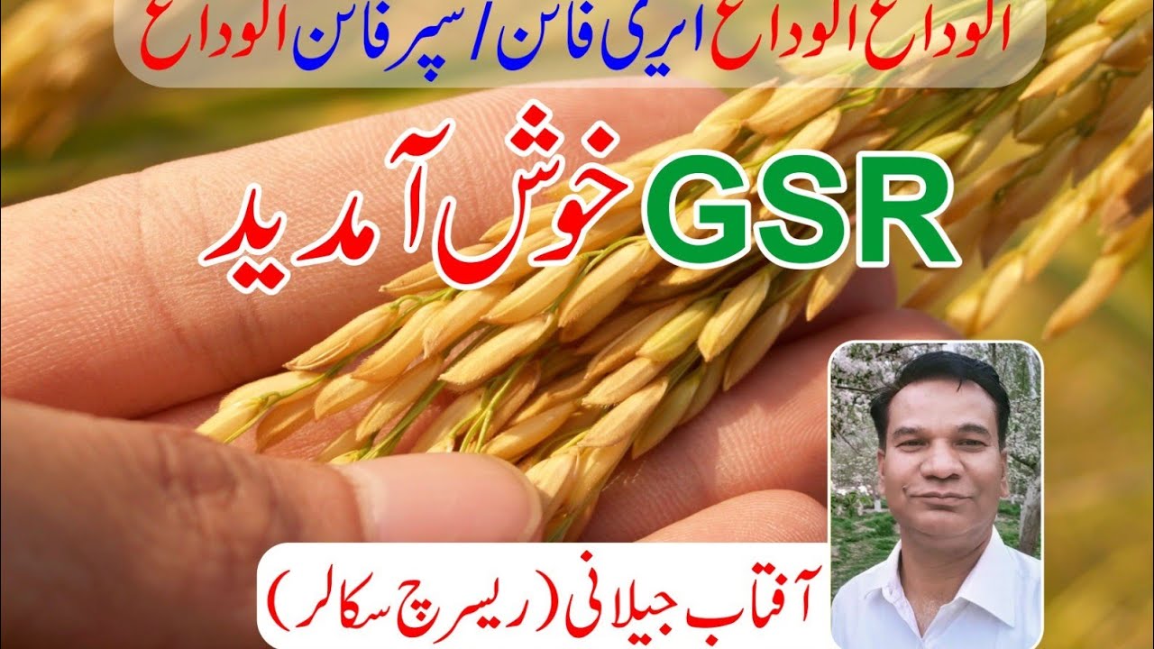 A Fantastic and Unique High Yielding Rice Variety for Early Sowing ...