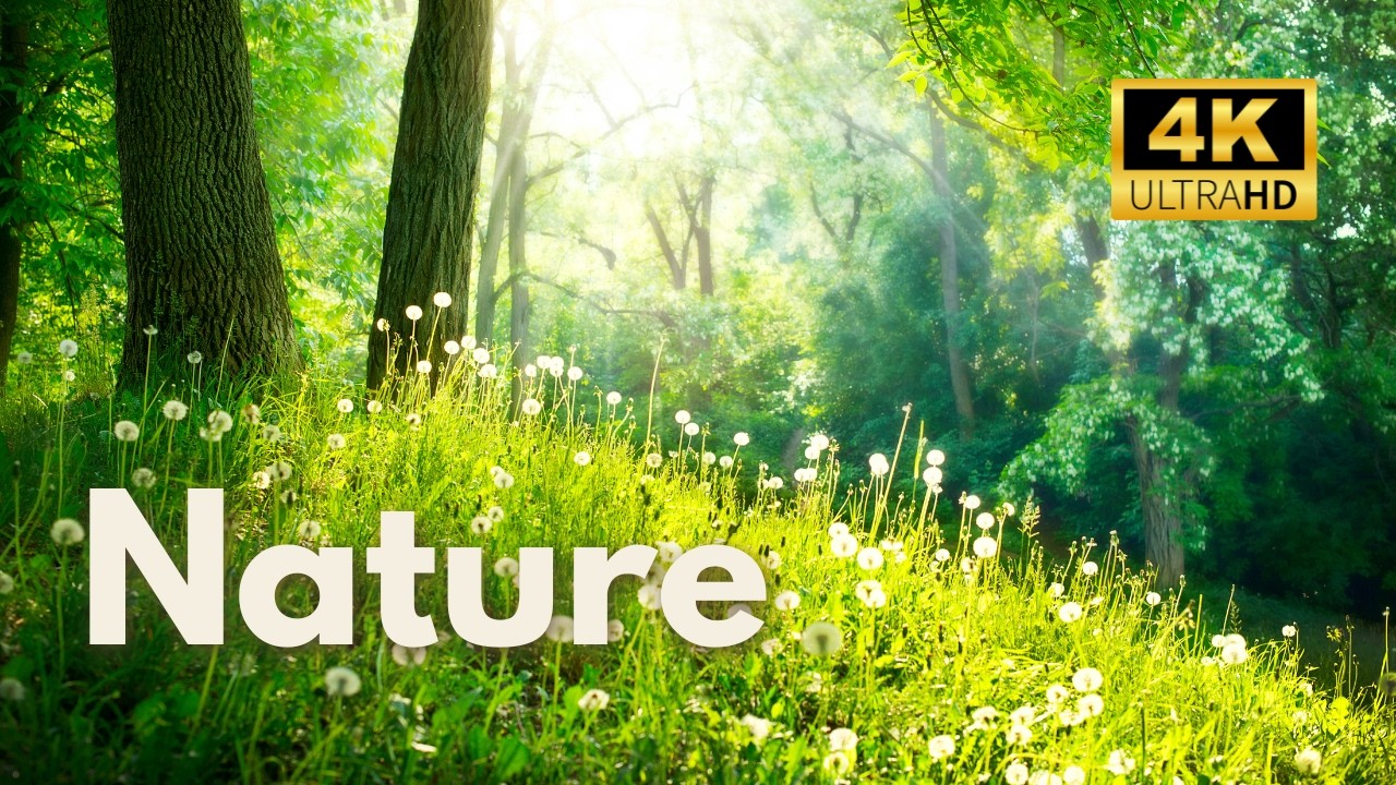 Dive into Nature's Splendor in Amazing 4K UHD! - YouTube