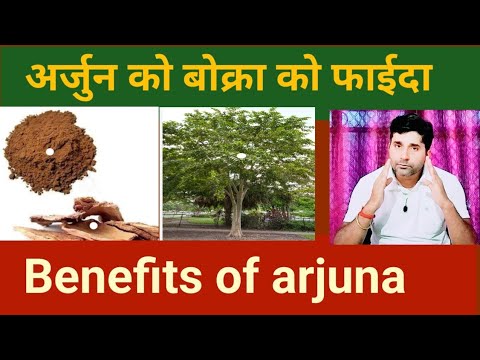 Arjun ko bokra ko phaida /benefits of arjuna /अर्जुन को बोक्रा को फाईदा ...