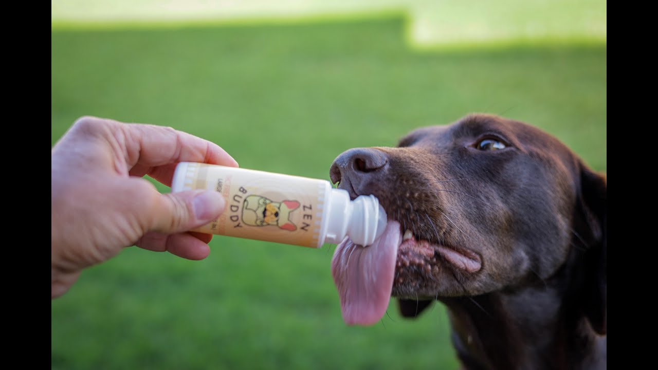 ZEN BUDDY OVERVIEW - YouTube