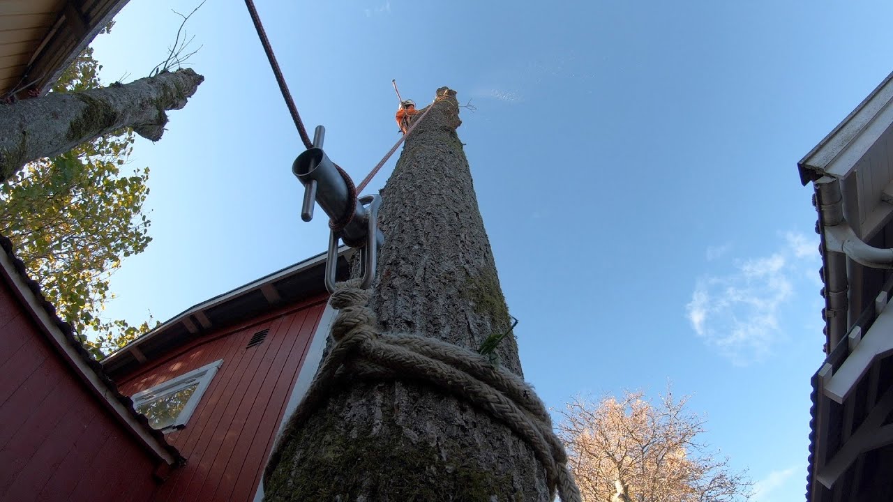 Oak Tree Removal in Tight Spot - Controlled Speedline Technique - YouTube
