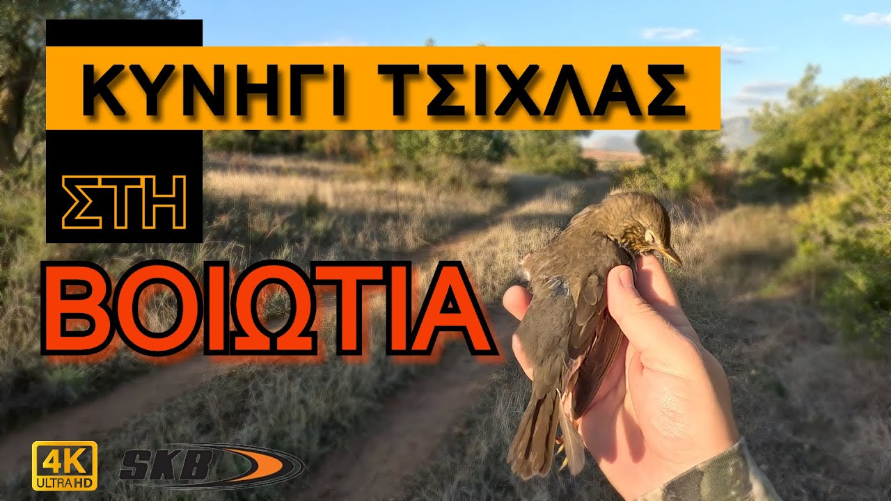 ΚΥΝΗΓΙ ΤΣΙΧΛΑΣ ΣΤΗ Βοιωτία - YouTube