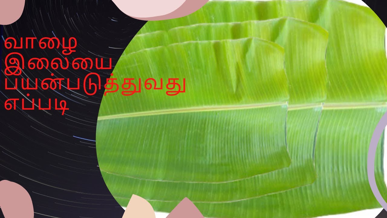 பூஜைக்கு வாழை இலை போடும் முறை : வாழை இலை எந்த பக்கம் போட வேண்டும் ...