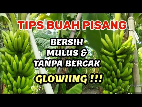 Tips Buah Pisang Glowiing (Bersih Dan Mulus Tanpa Bercak)