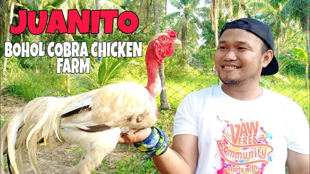 COBRA CHICKEN FARM - YouTube