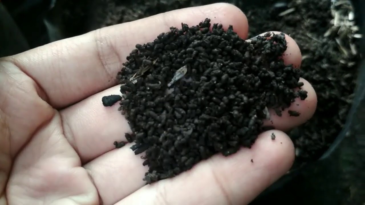 Pupuk Kascing yang sangat Kaya akan Manfaat untuk Tanaman Organik - YouTube