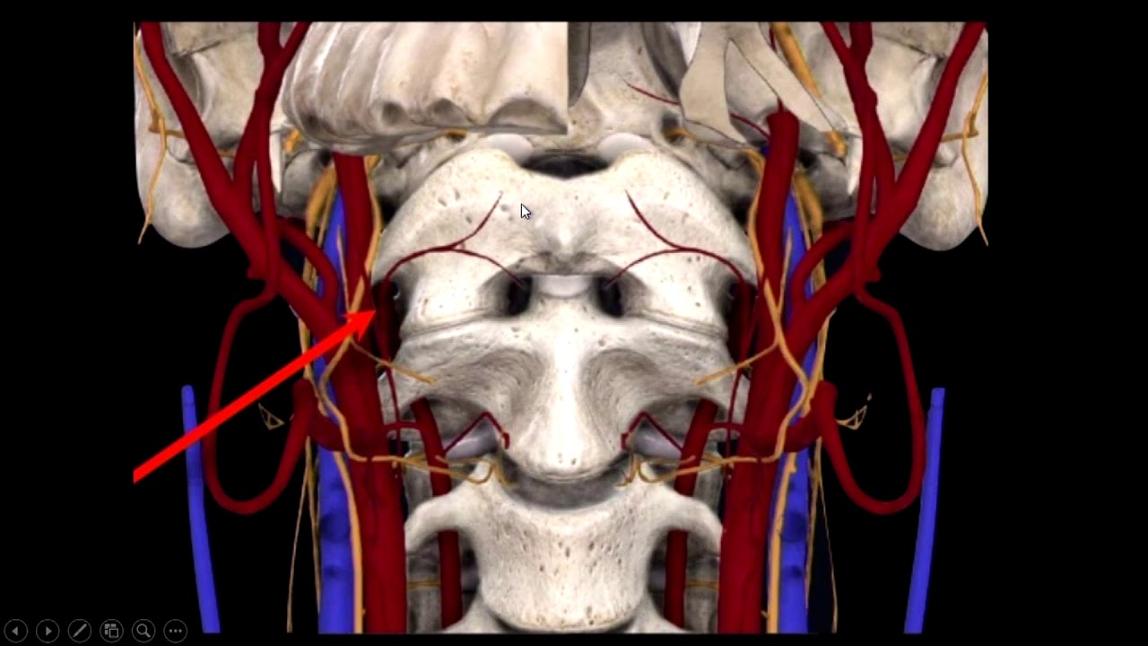 Lecture on CVJ Surgical Applied anatomy - YouTube