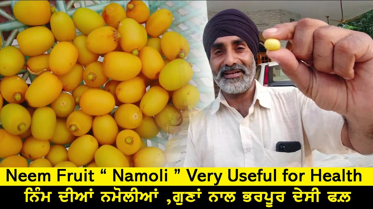 Neem fruit Namoli , ਨਿੰਮ ਦੀਆਂ ਨਮੋਲੀਆ - YouTube