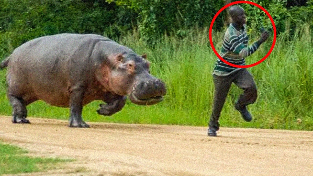BIZARRE Hippo Encounters Caught On Camera - YouTube