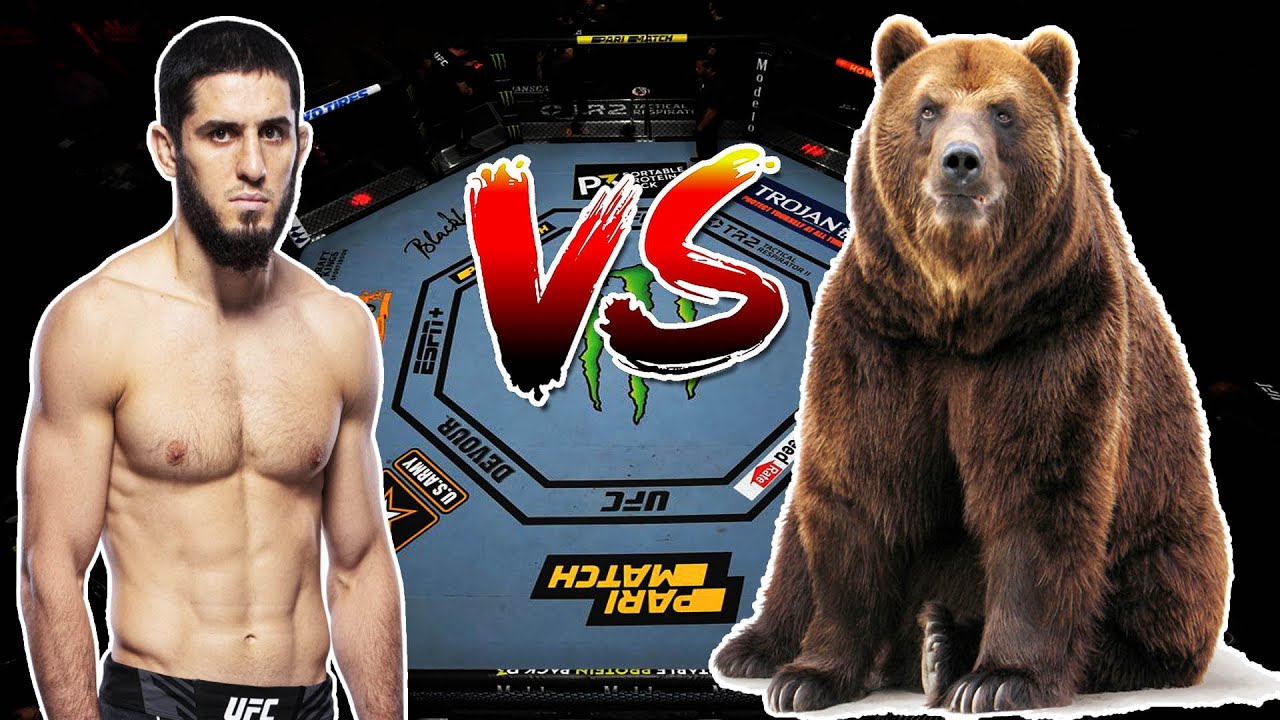 VS Battle UFC Bear Vs Islam Makhachev - YouTube