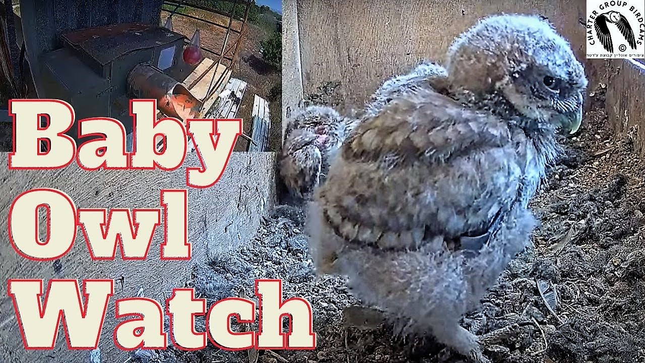 Up Close and Personal with the CUTE Little Owl Nestlings - YouTube
