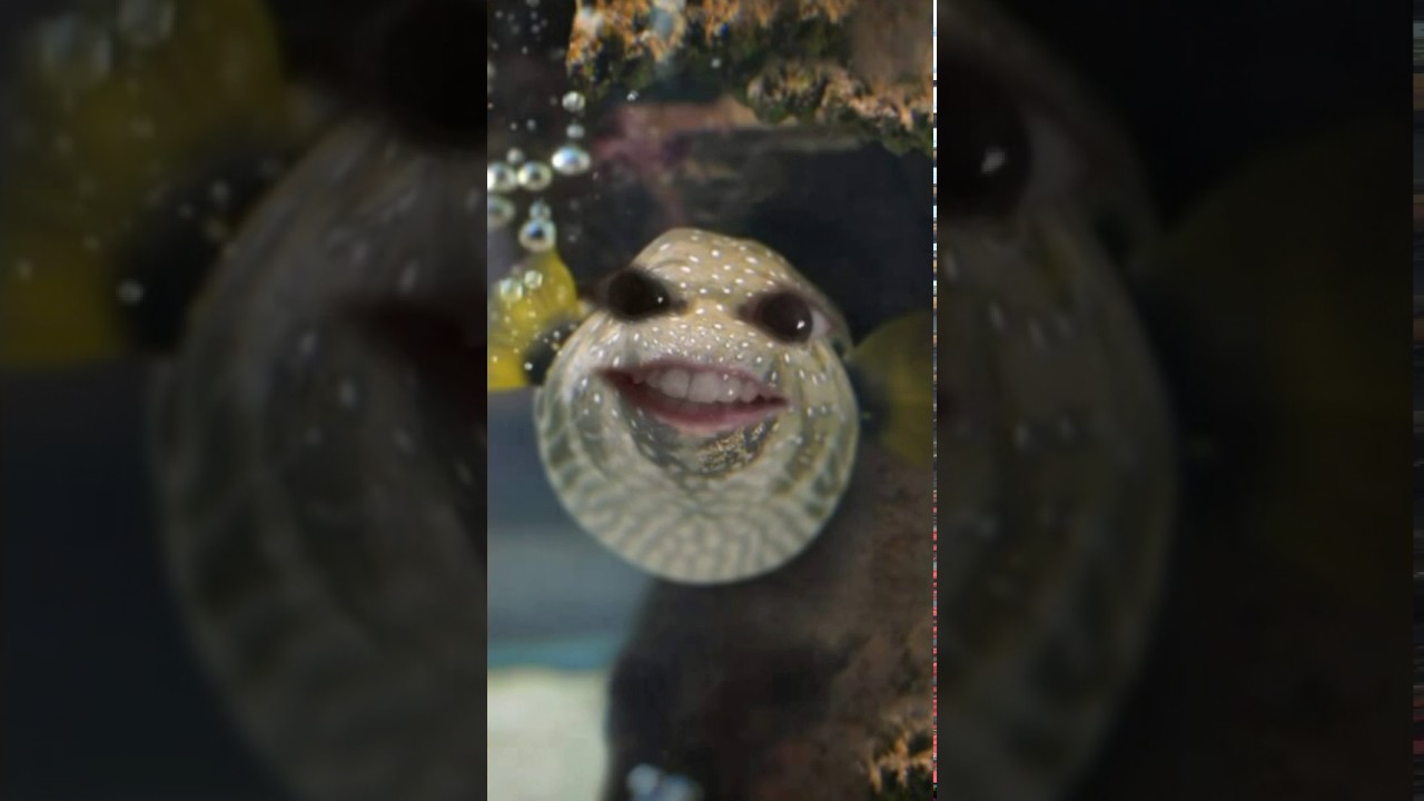 Snap chat fish story(3) - YouTube