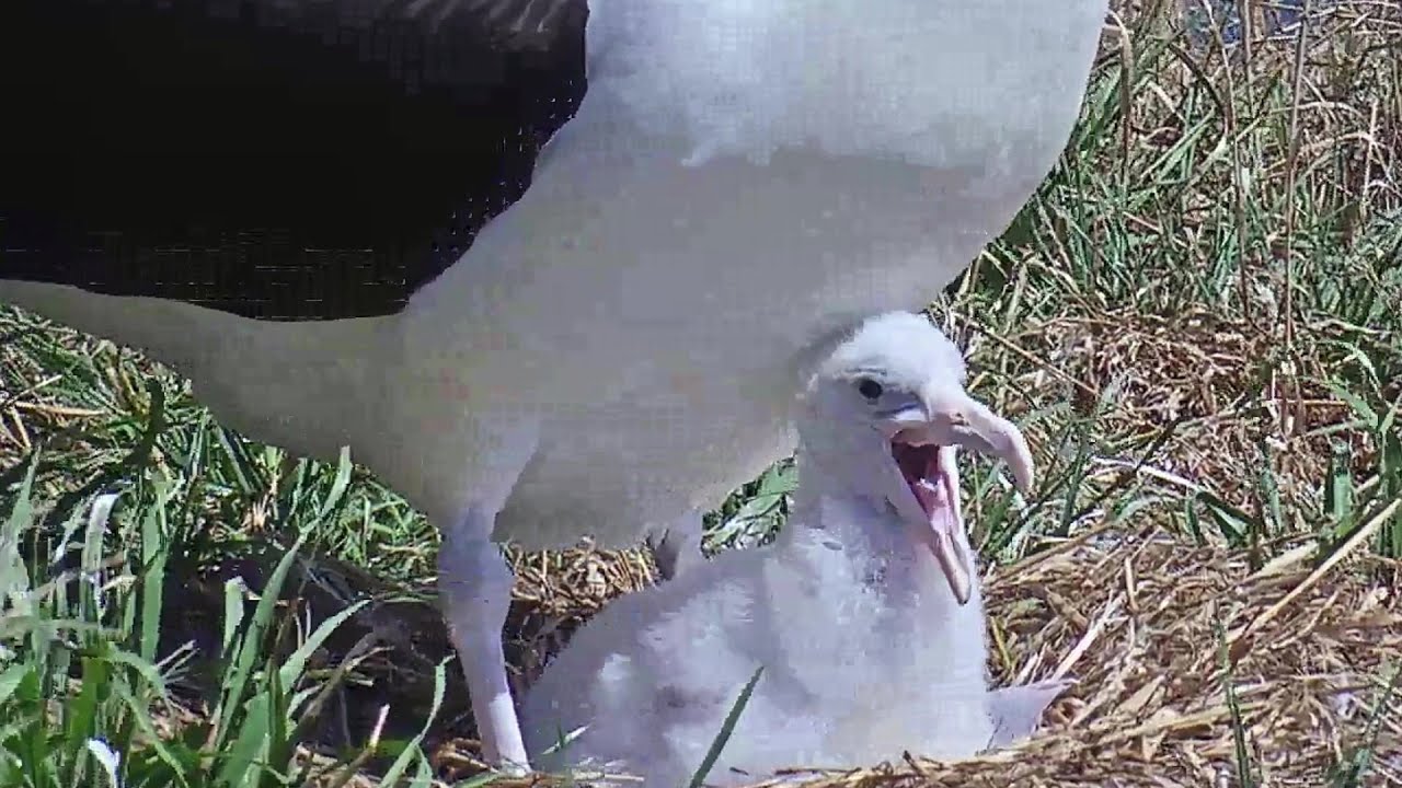 Royal Albatross~Close ups from SP! Mom is feeding the chick~3:10 pm ...