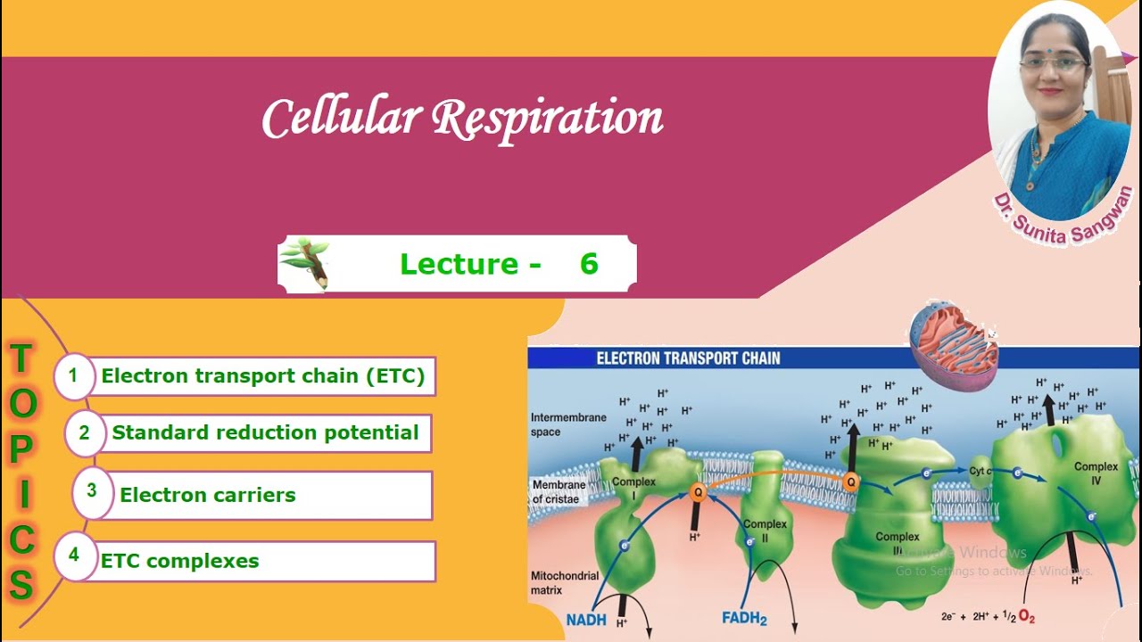 Cellular respiration- Electron Transport Chain/ETC (Oxidative ...