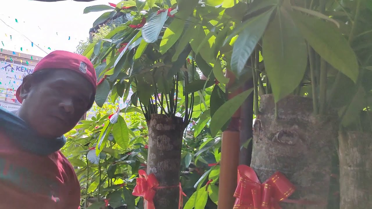 A Visit to Cartimar Plants and Gardening Supply Shops - YouTube