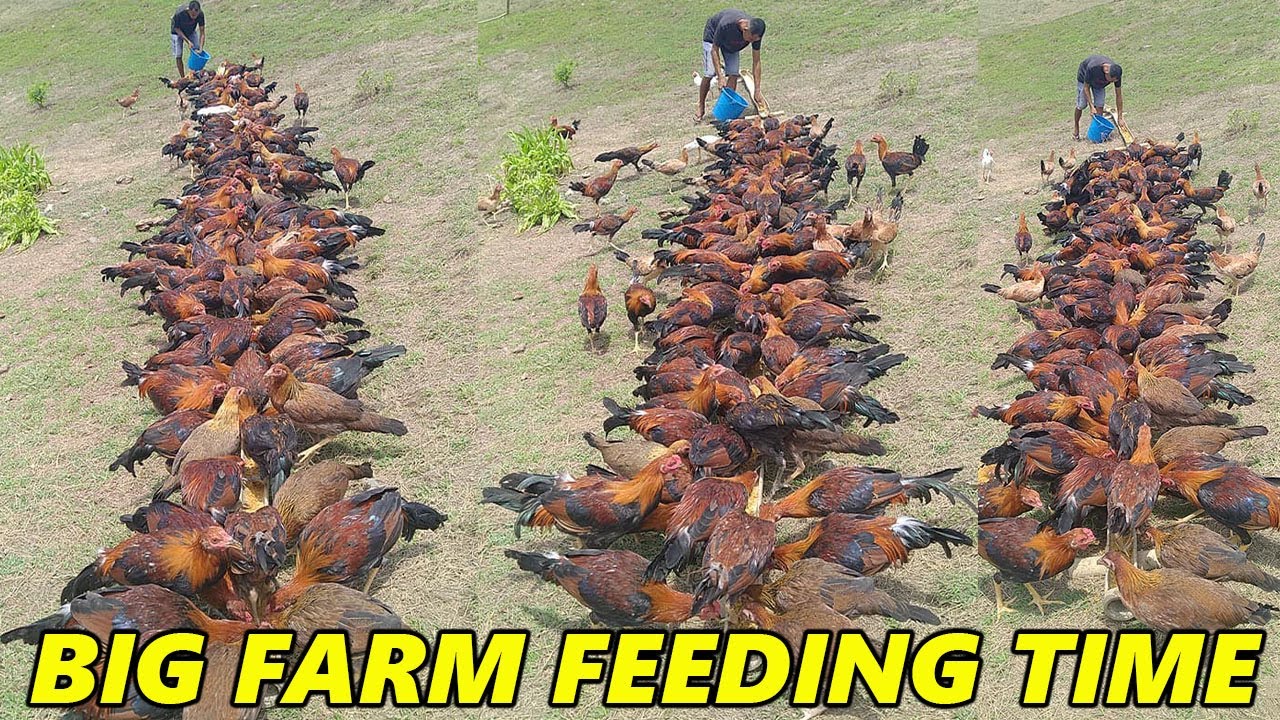 Beautiful View Big Farm Feeding Time Chicken Farming - Rmc Mabuhay Farm ...