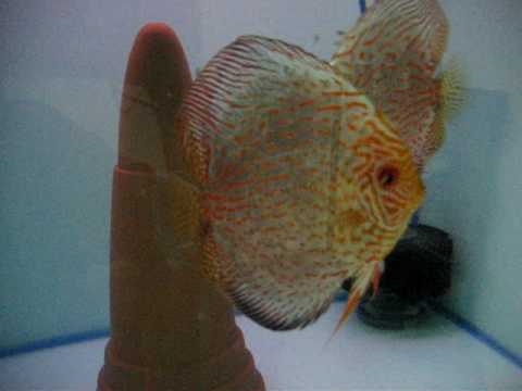 Discus Fish Breeding Room - YouTube