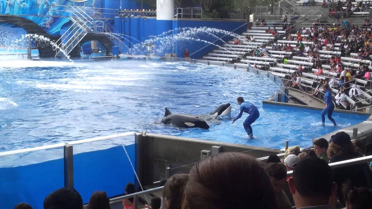 SeaWorld, Shamu Stadium, Dec. 1st 2012 -4 - YouTube