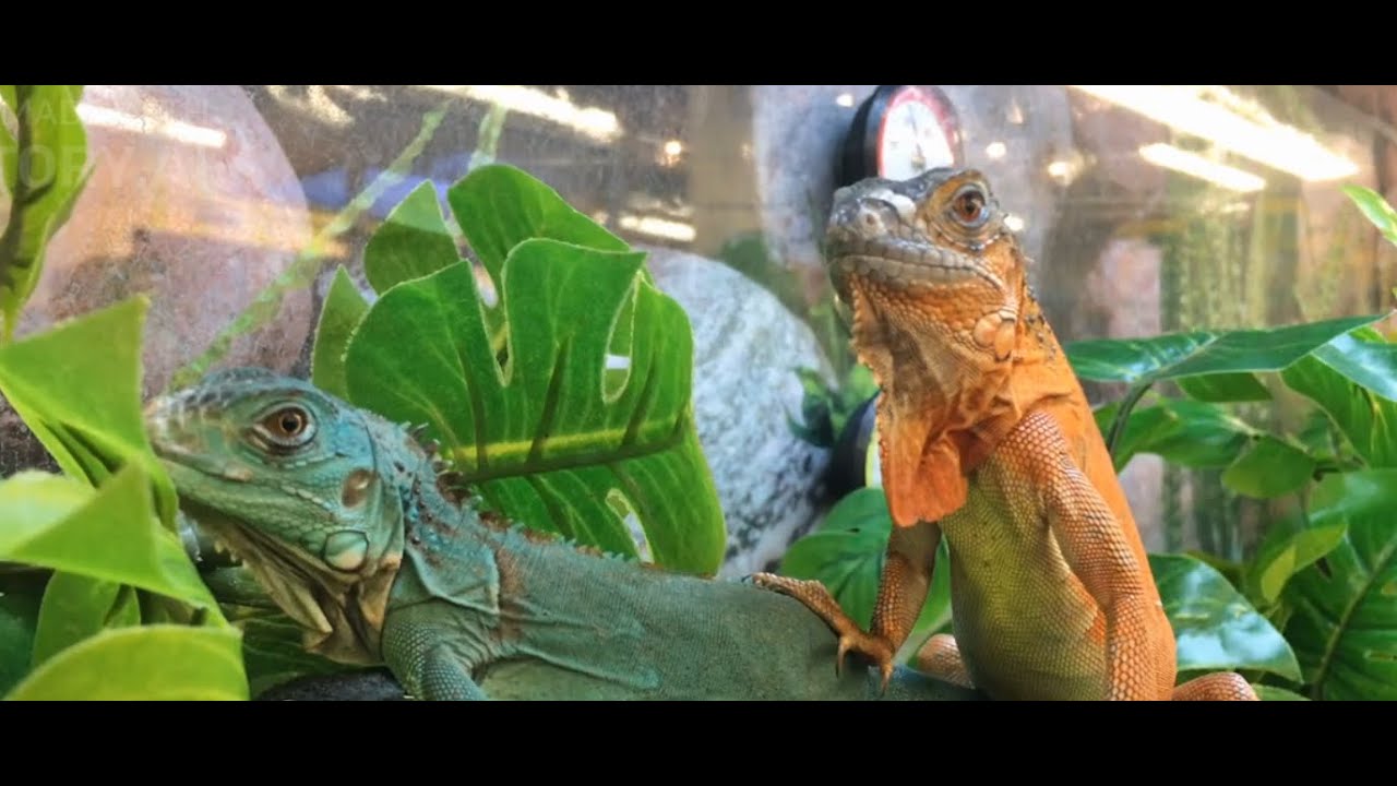 Iguana x Green Anole Hybrid: Can It Be Done? - YouTube