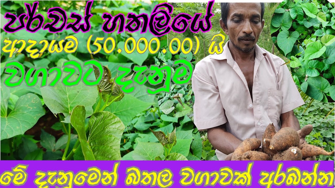 බතල වගාවේ අස්වැන්න නිවැරදිව ලබා ගැනීම | batala wagawa - YouTube