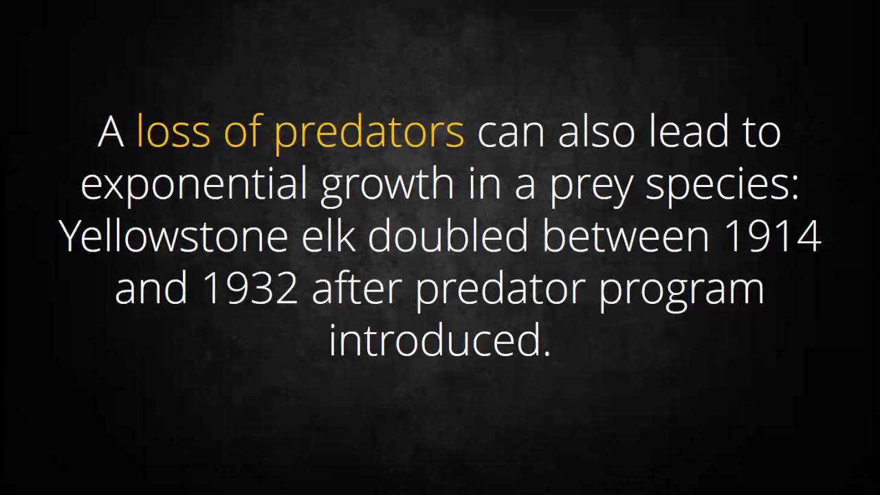 population-ecology-questions-1-youtube