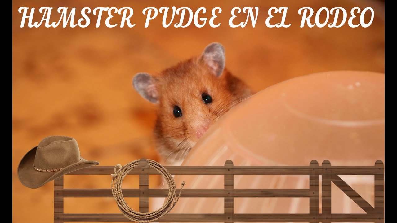 hamster en el Rodeo. - YouTube