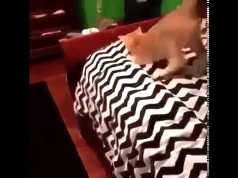 Popo Dansı Yapan Kedi