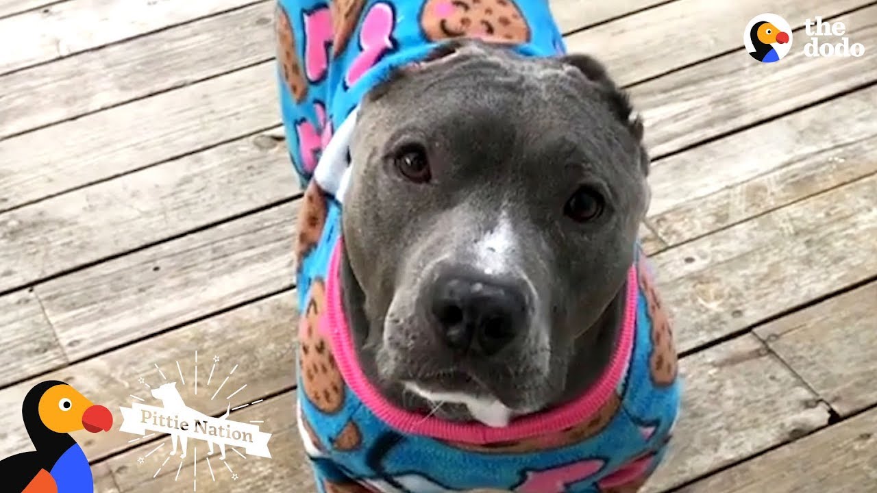 What Happens When You Adopt A Pit Bull | The Dodo Pittie Nation - YouTube