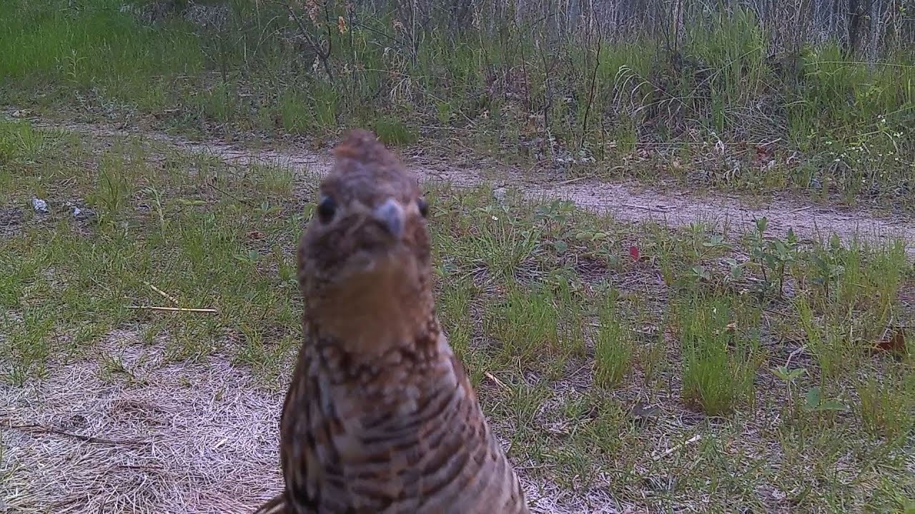 Attack of the Ruffed Grouse - YouTube