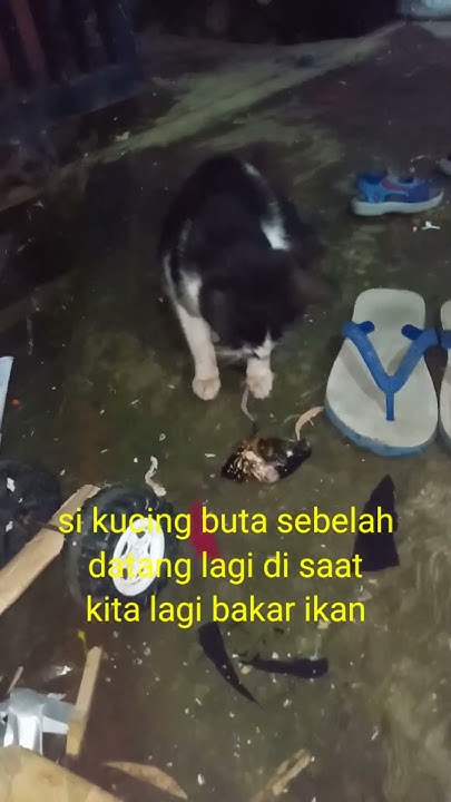 Kucing buta sebelah part5 datang kagi #shorts - YouTube