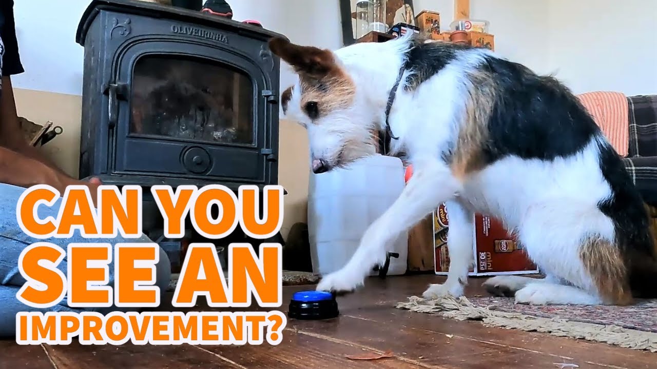 Training my dog to use the talking buttons -Dog pushing buttons- Day 3 ...