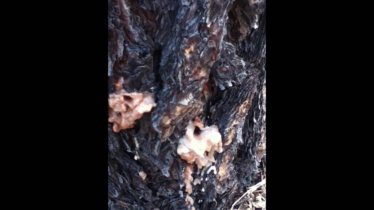 Pine Bark Beetle infested Tree treated with Vita Products! - YouTube