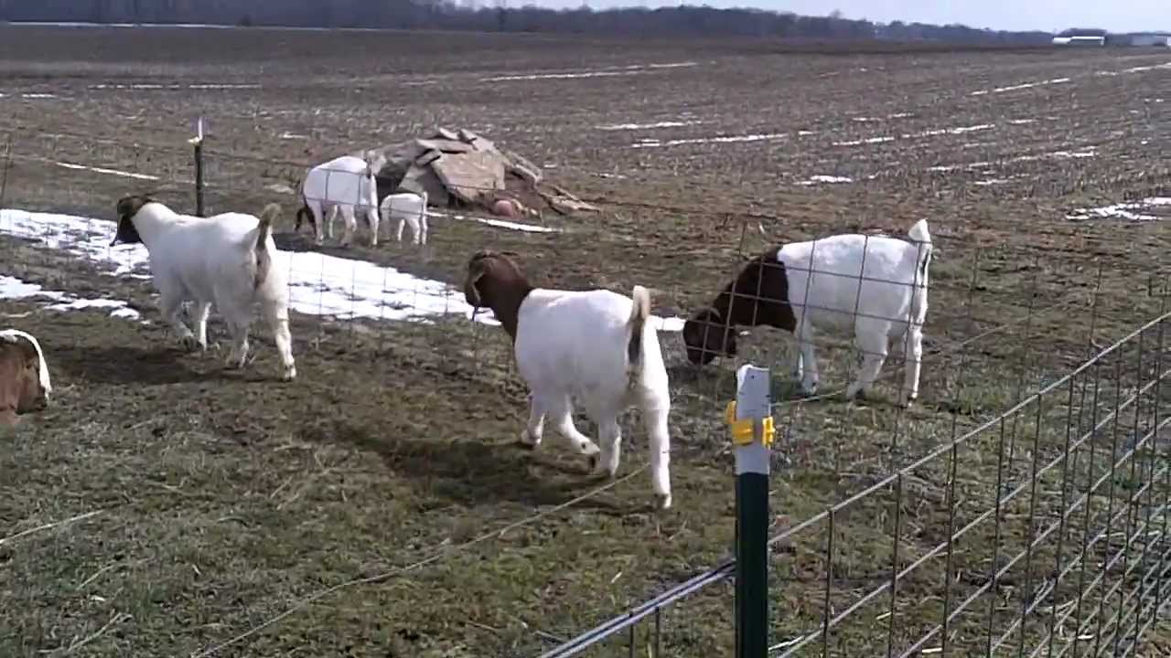 Boer moms Mary and Martha outside with the 3 kids, March 2013 - YouTube