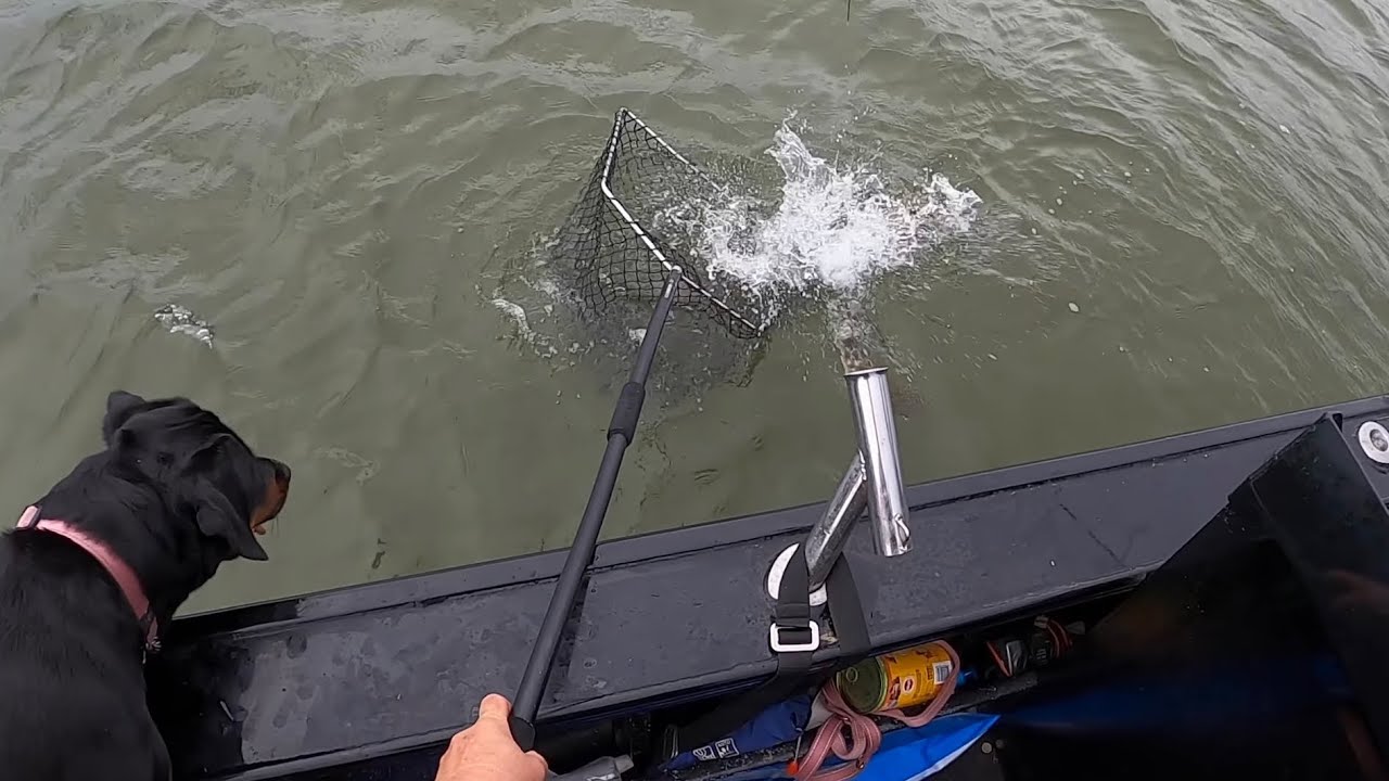 When you fish on open sand flats and this fish explodes from underneath ...