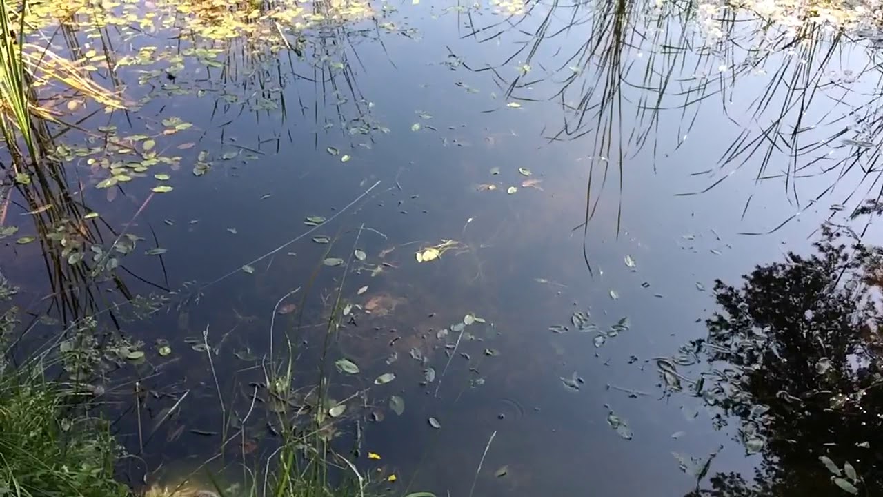 Nature slow motion relaxing - YouTube