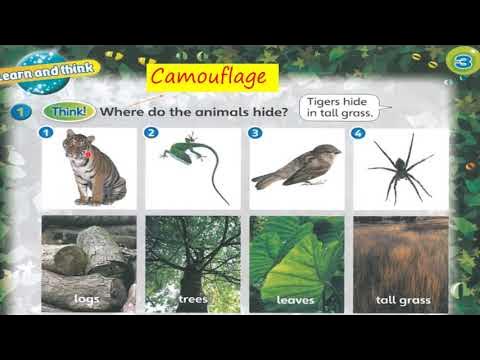 English Year 1 unit 3 Pet Show page 43 - YouTube