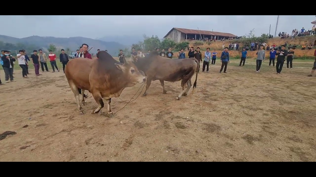 Txaij pliag Vs npo keo lom zem tiag2. 30/4/2023. - YouTube