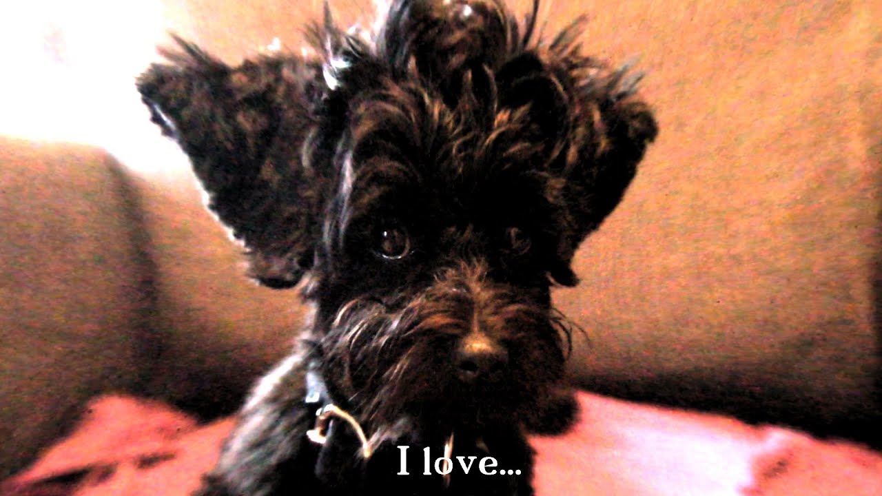 Me As A Puppy - Do You Think I Am Cute? - YouTube