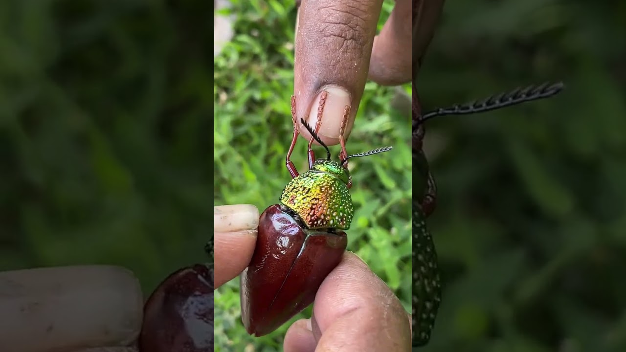 கழுத்தில் மட்டும் கை வைக்காதிங்க !! | பொன்வண்டு | Ponvandu | Sternocera ...