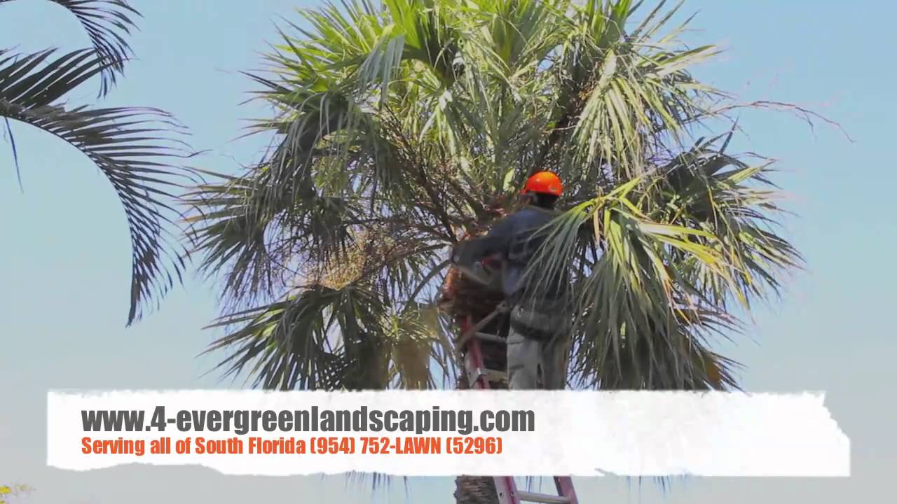 Palm Tree Trimming By 4 evergreenlandscaping 954 752 5296 YouTube palm-tree-trimming-by-4-evergreenlandscaping-954-752-5296-youtube